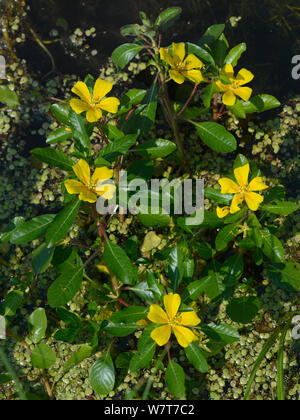 creeping water primrose yellow flowers blooming on a bright day along ...