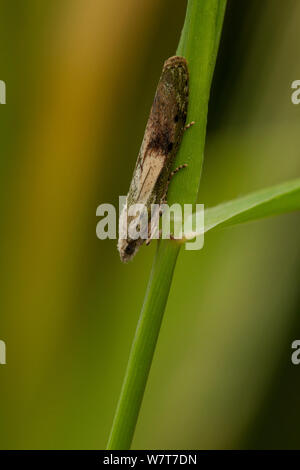 A bumblebee wax moth, Aphomia sociella on a white wall Stock Photo - Alamy