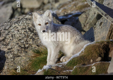Arctic Fox (Alopex lagopus) molting into winter coat, Wrangel Island ...