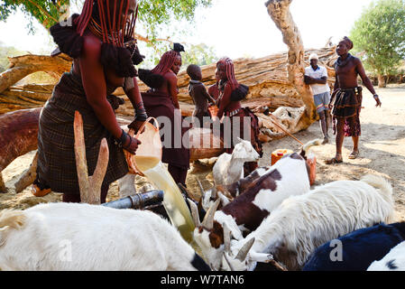 Himba women giving water their goats. Kaokoland, Namibia, September ...