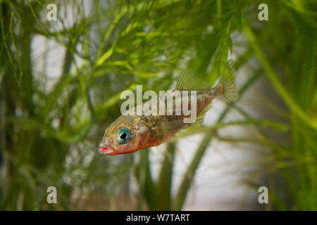 Three-spined stickleback (Gasterosteus aculeatus) male swimming ...
