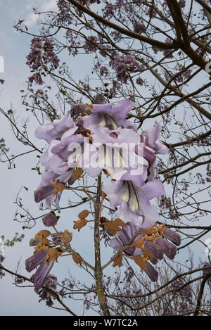 Branches of paulownia tomentosa with flowers in white, pink and soft ...