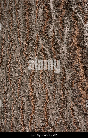 The texture of the bark of Paulownia Stock Photo - Alamy
