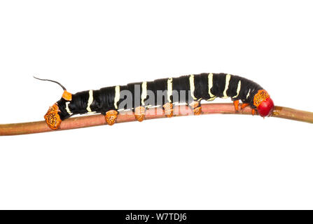 Tetrio Sphinx Moth Larvae Pseudosphinx tetrio Grenada Caribbean AKA ...