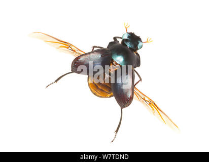 Unidentified Dung Beetle (Scarabaeidae) with wings unfolded beneath ...