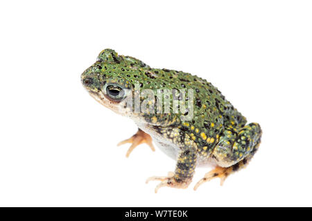 Green Toad (Anaxyrus debilis) male profile, Starr County, Lower Rio ...
