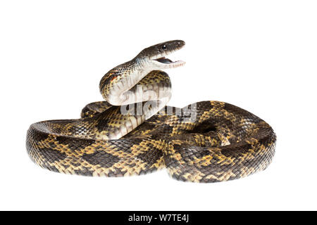 Western rat snake, Texas ratsnake, Black rat snake, Pilot black snake ...