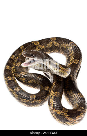 Western rat snake, Texas ratsnake, Black rat snake, Pilot black snake ...