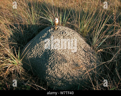 Inside termite mound Stock Photo - Alamy