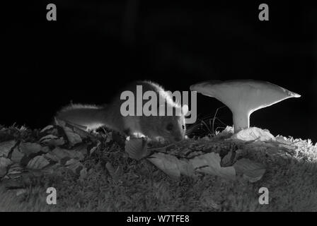 Edible dormouse (Glis glis) and mushroom at night, taken with infra red ...