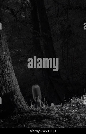 Red Squirrel (Sciurus vulgaris) taken in the grounds of the Shap Wells ...