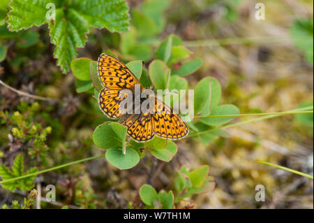 Bog fritillary butterfly (Boloria eunomia) male, central Finland, June ...