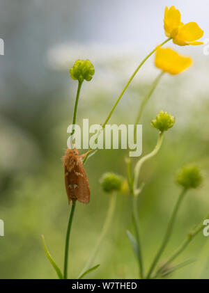 Male Gold Swift moth (Phymatopus hecta) at rest on plant leaf ...