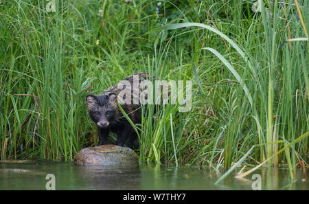 Raccoon dog (Nyctereutes procyonoides), invasive species in Germany ...