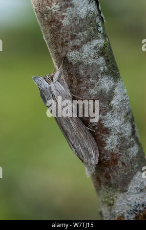 Shark Moth (Cucullia umbratica Stock Photo - Alamy