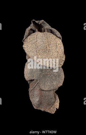 Caddisfly (Limnephilidae) case built out sticks bark fragments Germany ...