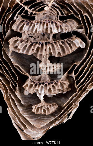 Cross section of a wasp nest Stock Photo - Alamy