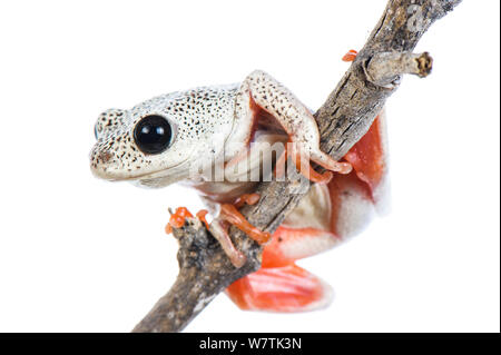 Marbled reed frog (Hyperolius parallelus) adult, Botswana, April ...
