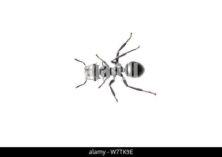Gliding ant (Cephalotes sp.) Iwokrama, Guyana. Meetyourneighbours.net ...