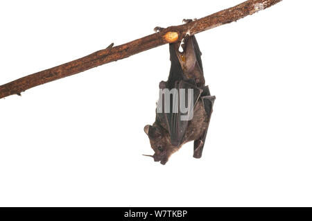 Greater Spear-nosed Bat (Phyllostomus hastatus) biologist feeding sugar ...