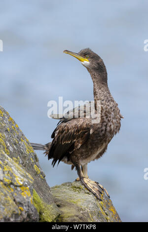 Cormorant Shag Phalacrocoracidae birds on rocky cliff face in Anglesey ...