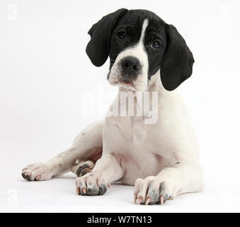 English Pointer puppy, Isla, 10 weeks, lying with head up, against ...