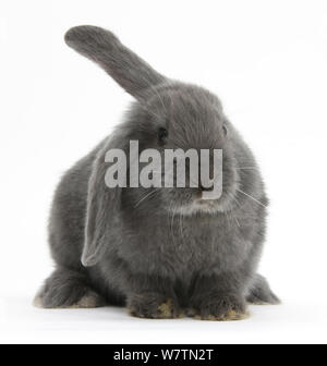 a grey floppy eared rabbit Stock Photo - Alamy