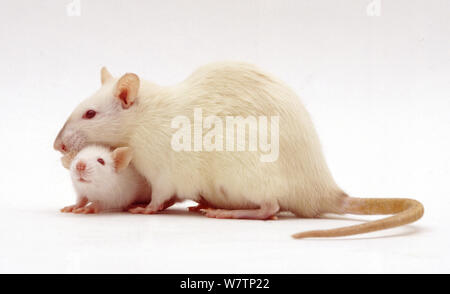 Female Himalayan Rat (Rattus norvegicus) with babies, 5 weeks, against ...