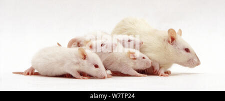 Female Himalayan Rat (Rattus norvegicus) with babies, 5 weeks, against ...