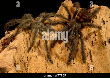 Venezuelan Suntiger (Psalmopoeus irminia) male attempting to mate with ...