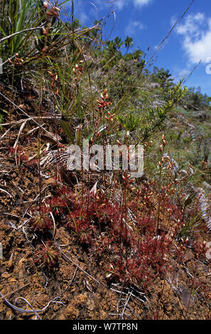 New-Caledonian Sundew (Drosera neocaledonica) New Caledonia, endemic ...