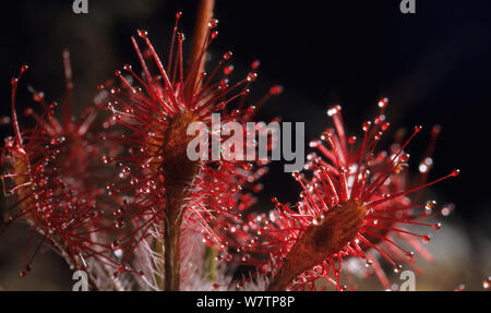 New-Caledonian Sundew (Drosera neocaledonica) New Caledonia, endemic ...
