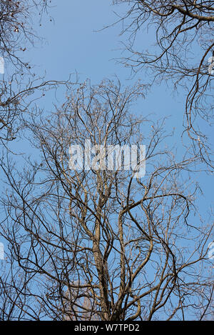 Quercus robur fastigiata trunk in winter Stock Photo - Alamy
