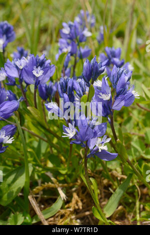 Chalk Milkwort (Polygala calcarea) clump flowering on chalk grassland ...