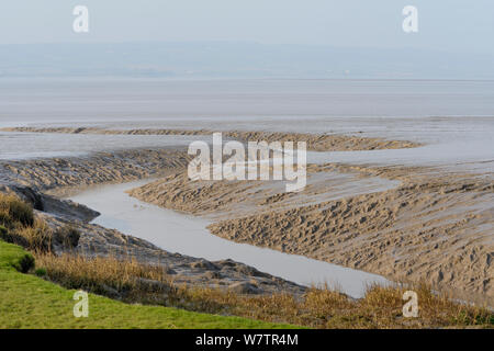 Salt marsh and Mudflats. Steart Flats. Somerset. UK Stock Photo - Alamy