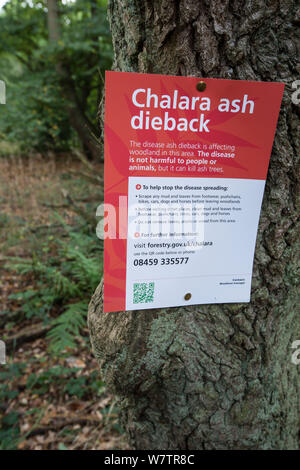 Ash dieback disease signs in ash trees (Fraxinus excelsior), caused by ...