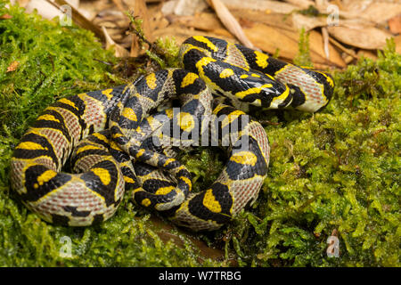 Mandarin ratsnake, Euprepiophis mandarinus Stock Photo - Alamy