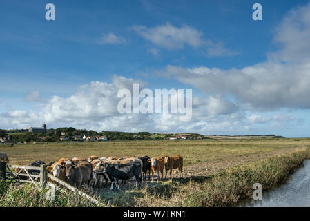 cattle on coastal grazing marsh Salthouse, Norfolk, UK Stock Photo ...