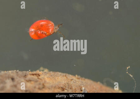 Water mite (Hydracarina) Europe, May, controlled conditions Stock Photo ...