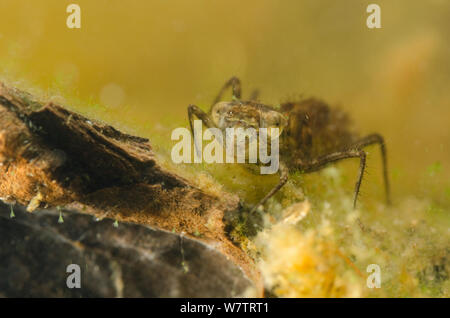 Skimmer dragonfly nymph (Sympetrum vulgatum) early nymphal stage ...