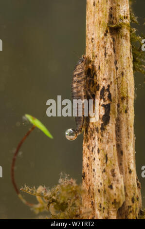 Marsh beetle larva (Scirtidae Stock Photo - Alamy