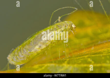 Micro caddisfly larva (Agraylea) in the shelter made of silk and algae ...
