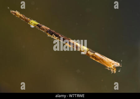 Case of insect caddis fly larva made from cut leaves and organic ...