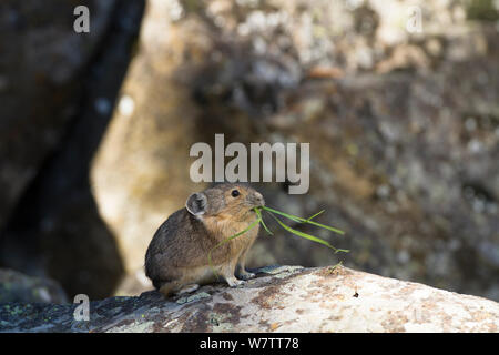 Pika (Ochotona princeps) nest in scree rock pile, Sheepeaters Cliff ...