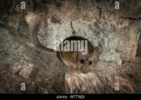 Bushy-tailed Woodrat, Packrat, or Woodrat; (Neotoma cinerea); rodent ...