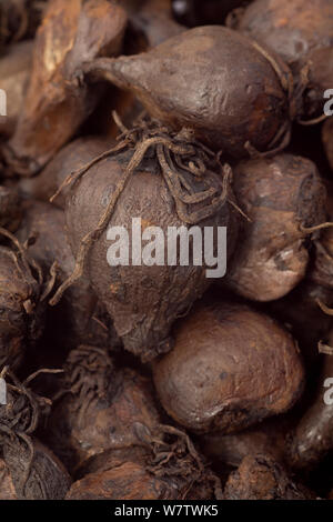 North America Idaho Camas Prairie Stock Photo - Alamy