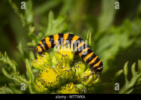 USA, Oregon. Cinnabar moth caterpillar feeding on ragwort flower Stock ...