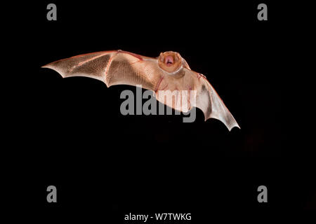 Eastern Red Bat - Lasiurus borealis Stock Photo - Alamy