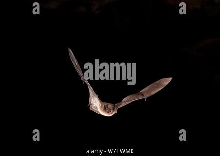 Long legged Myotis Myotis volans Patagonia ARIZONA United States June ...