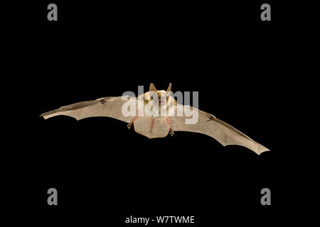 Fringed Myotis (Myotis thysanodes) bat flying at night, Coconino ...